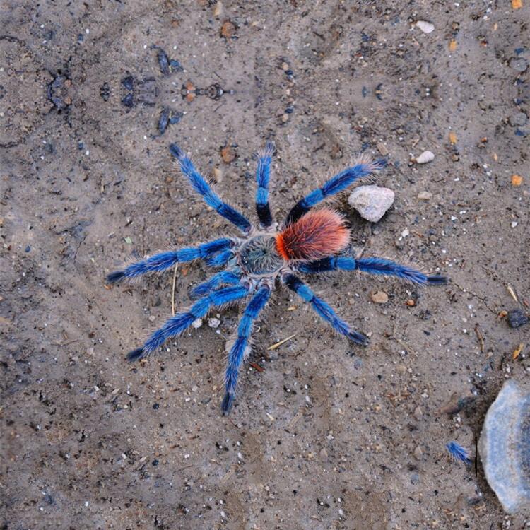 Brazilian Blue Dwarf Tarantula (Oligoxystre diamantinensis) – 森流 - 奇異植物 ...