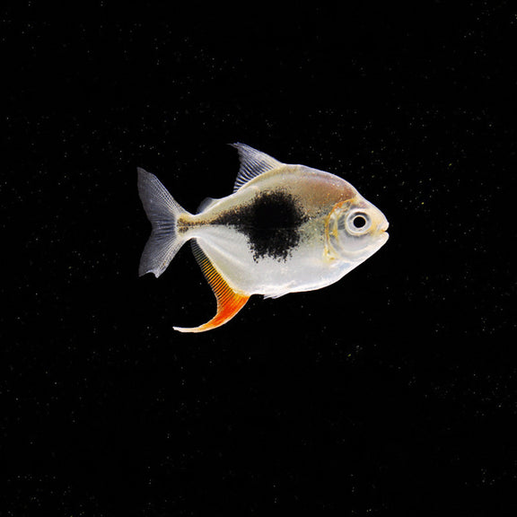 黑桃A銀板 Blackberry Silver Dollar (Myleus sp. hybrid) - 森流 GreenFlow - 動植物 ...