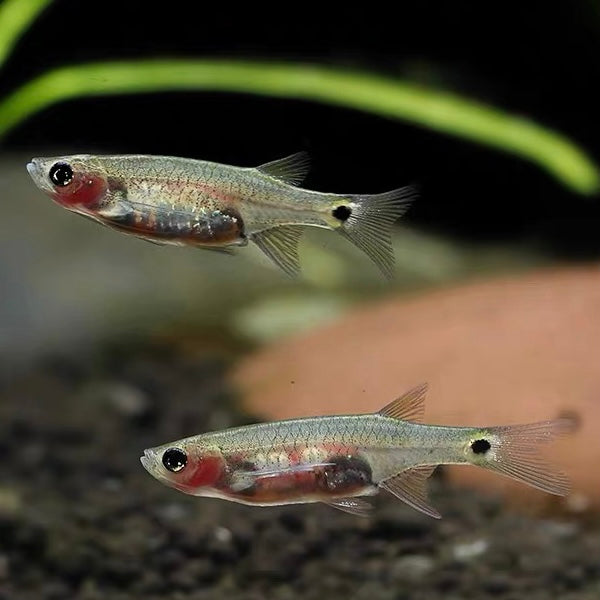 龍鬚燈 striped flying barb （Esomus metallicus） – 森流 - 奇異植物、爬蟲、水族 ...