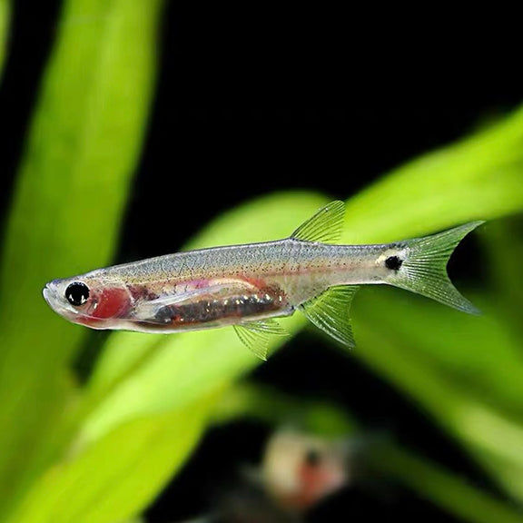 龍鬚燈 striped flying barb （Esomus metallicus） - 森流 GreenFlow - 動植物造景專門店