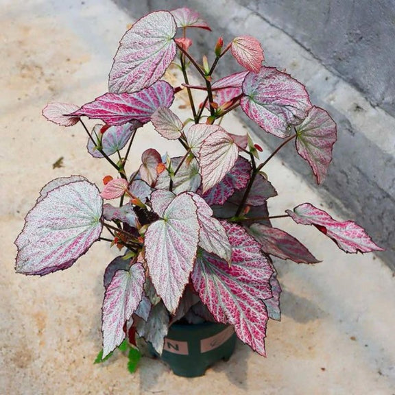 雙面麗人秋海棠（ Begonia ' Two Face ' ） - 森流 GreenFlow - 動植物造景專門店