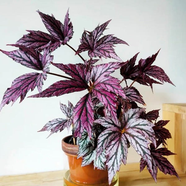 超新星秋海棠（ Begonia supernova ） | 香港奇異植物及水族店 – 森流 - 奇異植物、爬蟲、水族 | GreenFlow ...