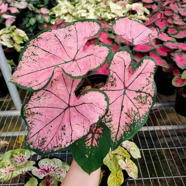 粉色飛濺彩葉芋 ( Caladium ‘ Pink splash ’ ) – 森流 GreenFlow - 動植物造景專門店