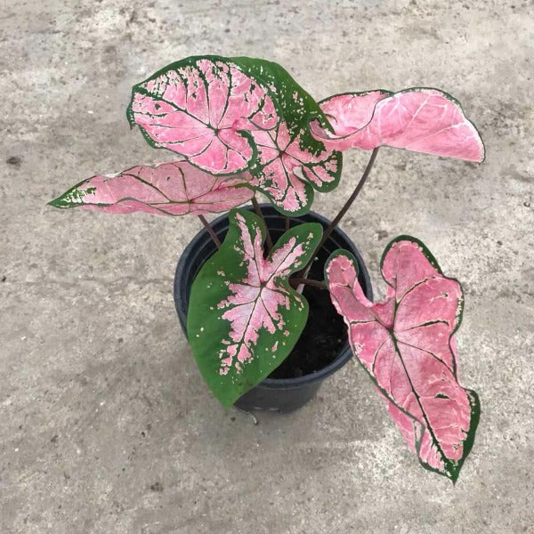 粉色飛濺彩葉芋 ( Caladium ‘ Pink splash ’ ) – 森流 GreenFlow - 動植物造景專門店