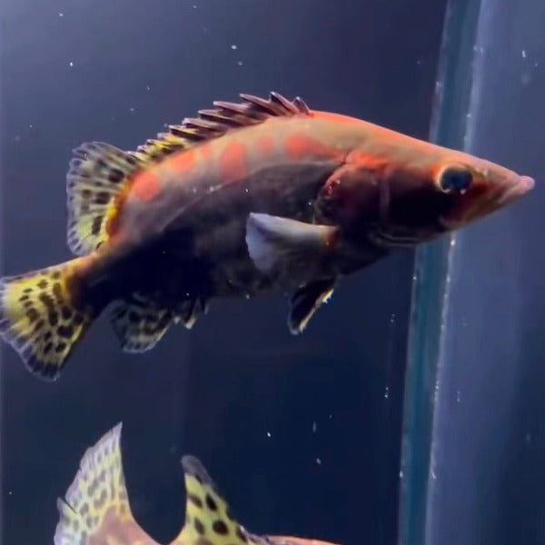 紅紋虎 Red Perch – 森流 - 奇異植物、爬蟲、水族 | GreenFlow Exotic Pets & Plants