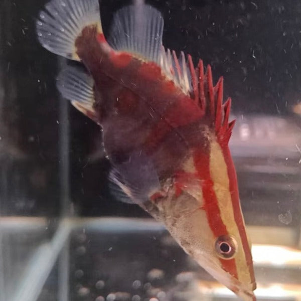 紅紋虎 Red Perch – 森流 - 奇異植物、爬蟲、水族 | GreenFlow Exotic Pets & Plants