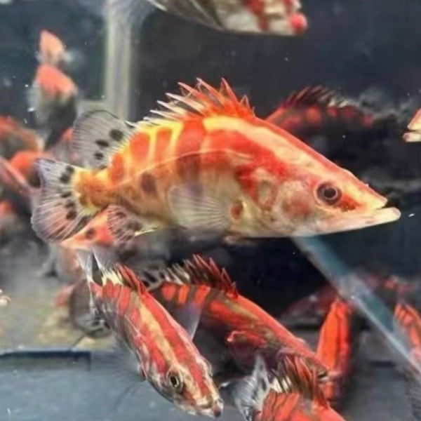 紅紋虎 Red Perch – 森流 - 奇異植物、爬蟲、水族 | GreenFlow Exotic Pets & Plants