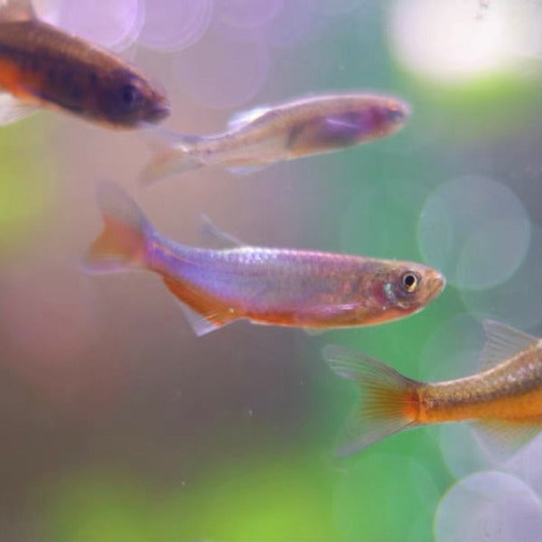 玫瑰丹魚 ( Danio roseus ) – 森流 - 奇異植物、爬蟲、水族 | GreenFlow Exotic Pets & Plants