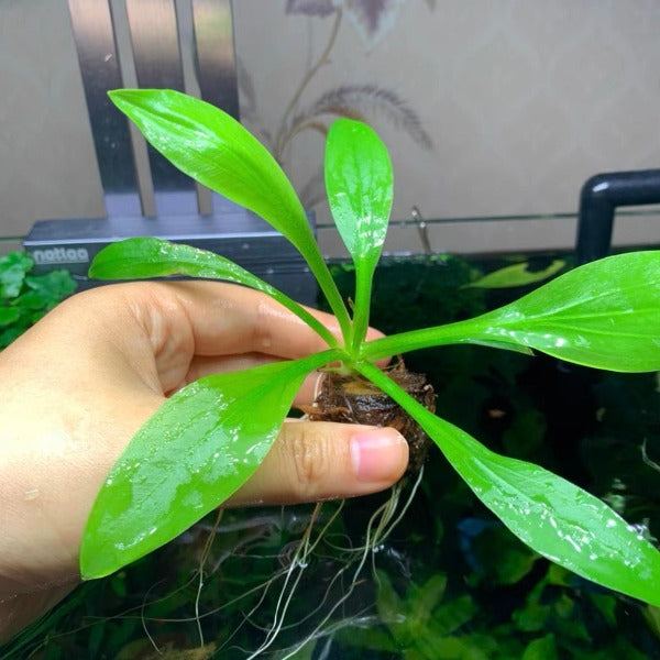 Green Egg Crown (Echinodorus osiris) – 森流 - 奇異植物、爬蟲、水族 | GreenFlow Exotic Pets & Plants