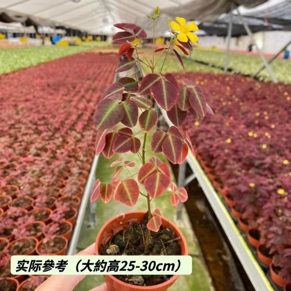 火星酢漿草 三葉草 Fire Fern ( Oxalis hedysaroides ‘ Rubra ’ ) - 森流 GreenFlow ...
