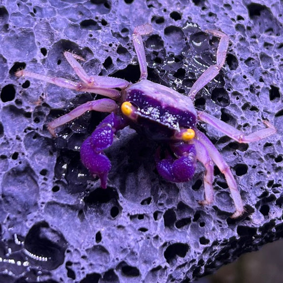 金睛玉面惡魔蟹 ( Orchid Vampire Crab Geosesarma dennerle var. White Leg ) - 森流 ...