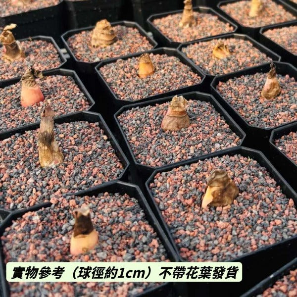 波葉血蓮 ( Haemanthus crispus ) – 森流 - 奇異植物、爬蟲、水族 | GreenFlow Exotic Pets ...