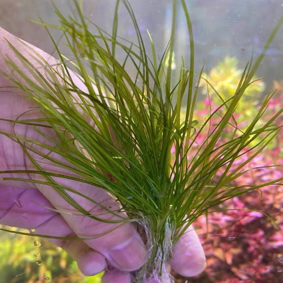 針葉皇冠 Narrow Leaf Chain Sword ( Echinodorus tenellus ) - 森流 GreenFlow ...