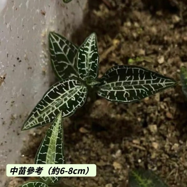 細葉銀脈寶石蘭 Jewel orchid（ Goodyera pusilla ） – 森流 - 奇異植物、爬蟲、水族 | GreenFlow ...