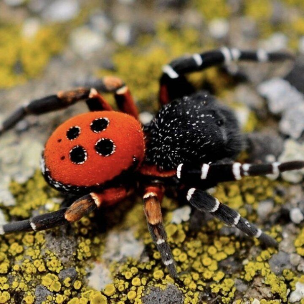 柯氏隆頭蛛 Ladybird spider （ Eresus kollari ） – 森流 - 奇異植物、爬蟲、水族 | GreenFlow ...