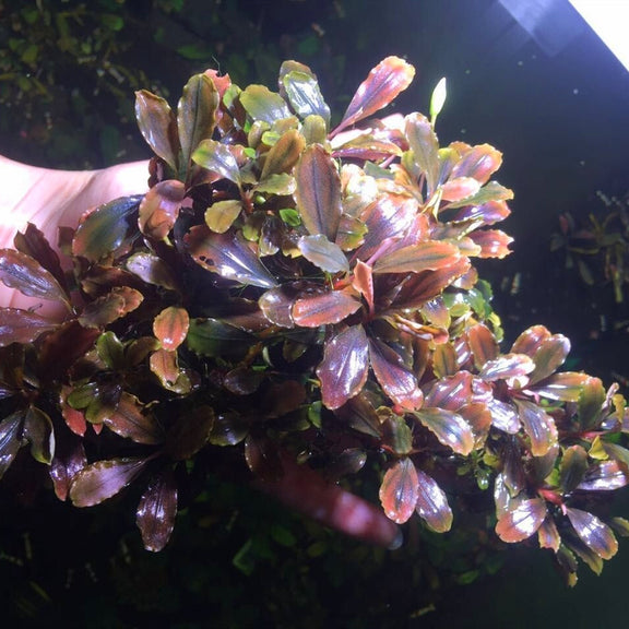 珍愛辣椒榕 ( Bucephalandra sp. cherish) - 森流 GreenFlow - 動植物造景專門店