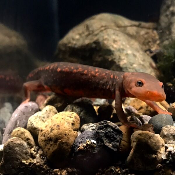 肥螈 Paddletail Newt ( Pachytriton labiatus ) – 森流 - 奇異植物、爬蟲、水族 ...