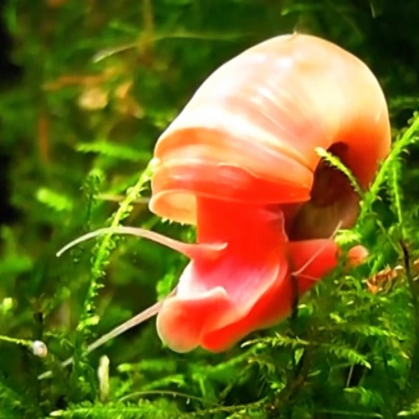 蘋果螺 Ramshorn Snail（ Planorbarius corneus var. ）5隻 清缸高手-觀塘現貨 – 森流 - 奇異植物 ...