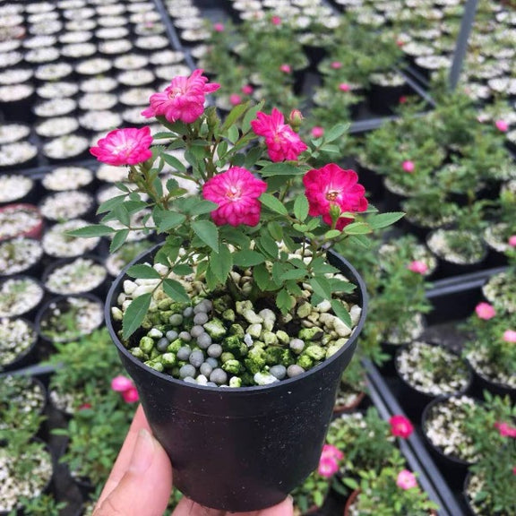 紫紅微型月季 （Rose Miniature ' Fuchsia ' ） - 森流 GreenFlow - 動植物造景專門店