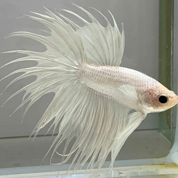 白獅王鬥魚 / 冠尾鬥魚 White CT Betta （ Betta splendens ‘ Crowntail ’） - 森流 GreenFlow - 動植物造景專門店