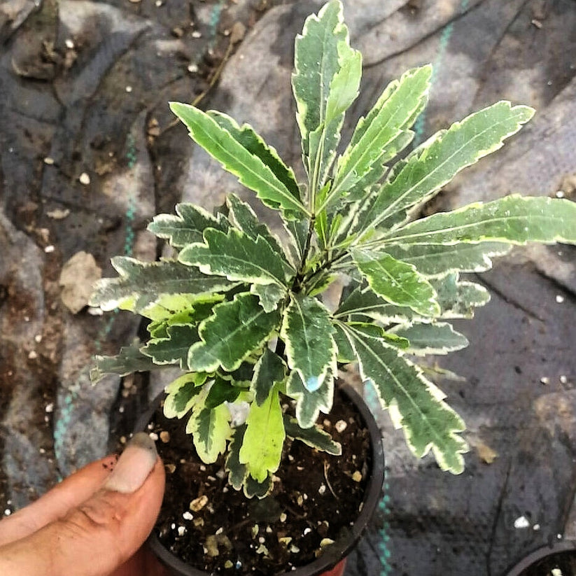 金邊孔雀木 False Aralia Variegated ( Dizygotheca Elegantissima ) – 森流 - 奇異植物 ...