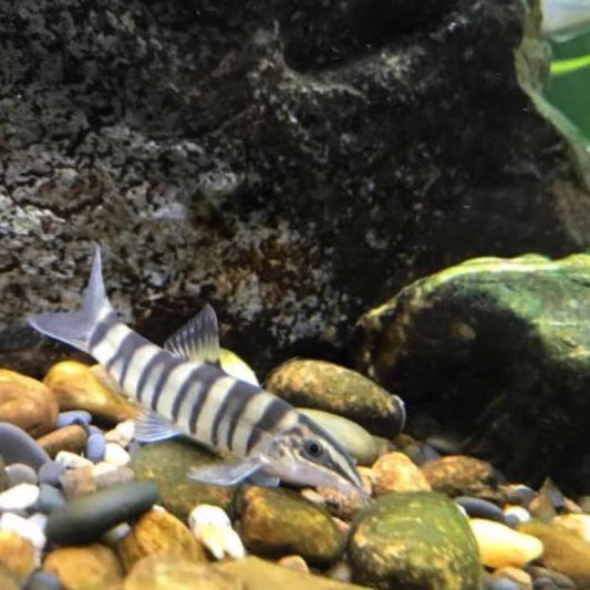 鰍 - 森流爬蟲水族店 | Dolphinfish - GreenFlow Exotics – 森流 - 奇異植物、爬蟲、水族 ...