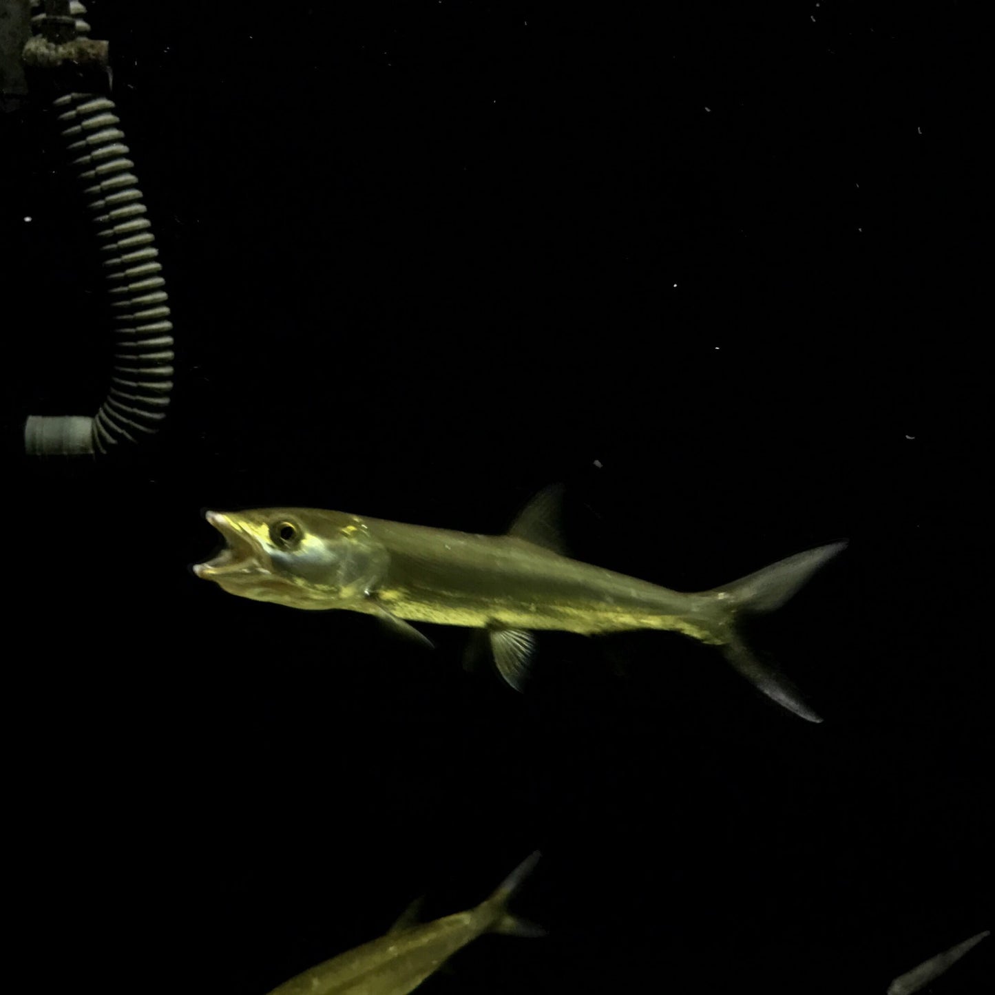 鱤魚 Yellow Cheek Carp (Elopichthys bambusa) – 森流 - 奇異植物、爬蟲、水族 ...