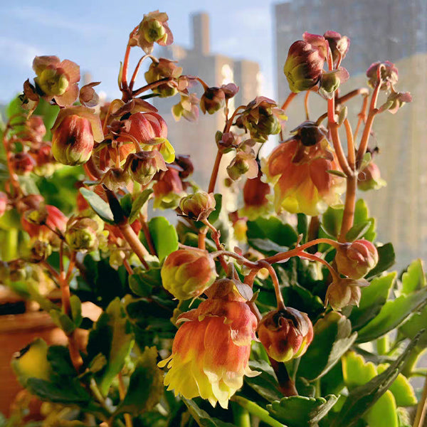 Beach Bells ( Kalanchoe manginii ' Wendy Sunny Balloon ' ) – 森流 - 奇異植物 ...