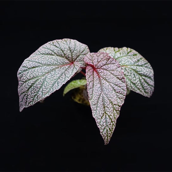 秋海棠 Begonia U062 - 森流 GreenFlow - 動植物造景專門店