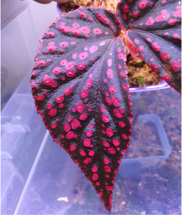 Begonia hairy spots – 森流 - 奇異植物、爬蟲、水族 | GreenFlow Exotic Pets & Plants