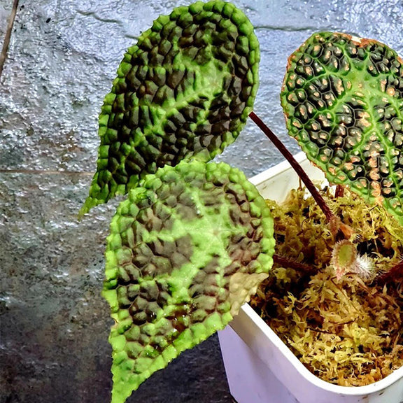 秋海棠 Begonia (staudtii x microsperma) - 森流 GreenFlow - 動植物造景專門店