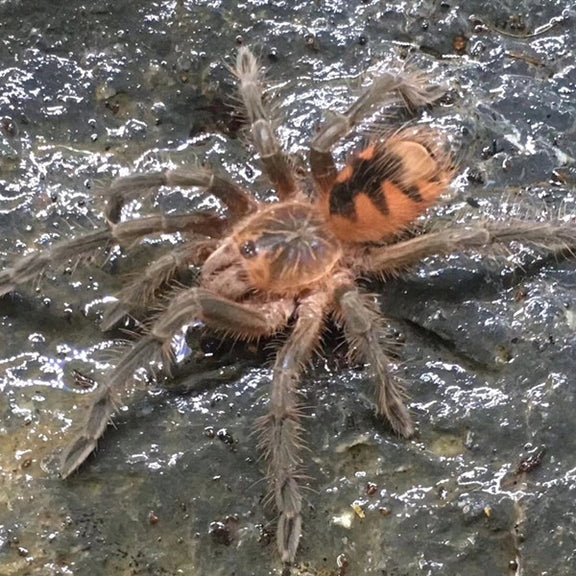 美洲鋼鐵藍 Blue Bloom Tarantula (Pamphobeteus sp nigricolor) - 森流 GreenFlow ...