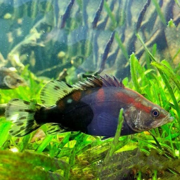 Red Perch – 森流 - 奇異植物、爬蟲、水族 | GreenFlow Exotic Pets & Plants