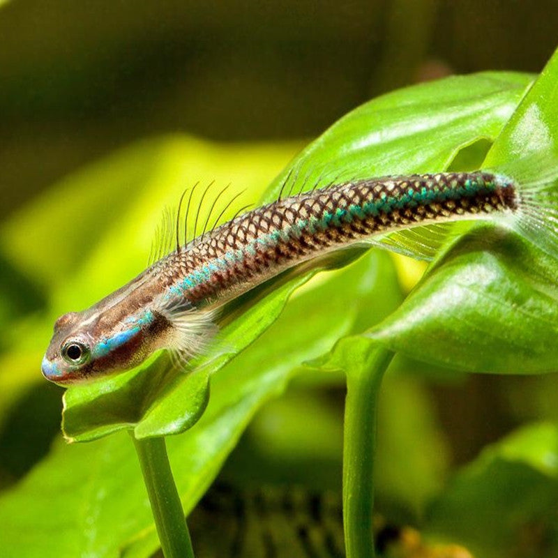 Cobalt Blue Dwarf Goby (Stiphodon semoni) – 森流 - 奇異植物、爬蟲、水族 | GreenFlow ...