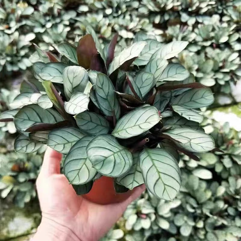 Ctenanthe 'Amagris' – 森流 - 奇異植物、爬蟲、水族 | GreenFlow Exotic Pets & Plants