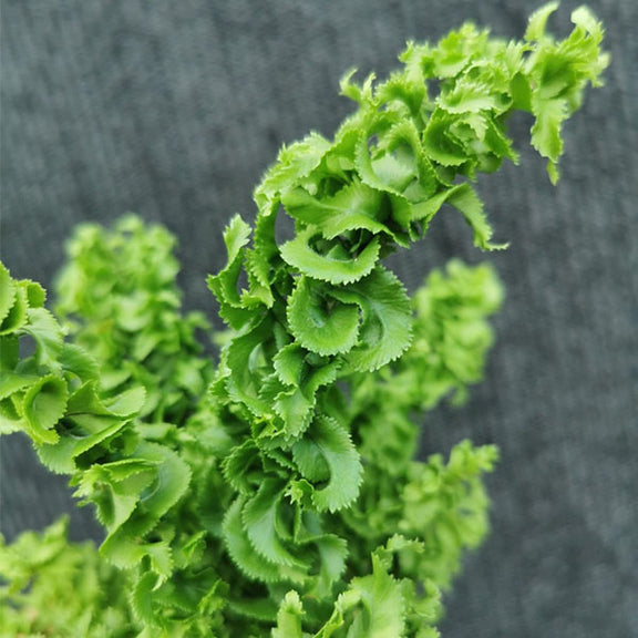 腎蕨 Emina Curly Boston Fern ( Nephrolensis exalta ‘ Emina ’ ) - 森流 ...