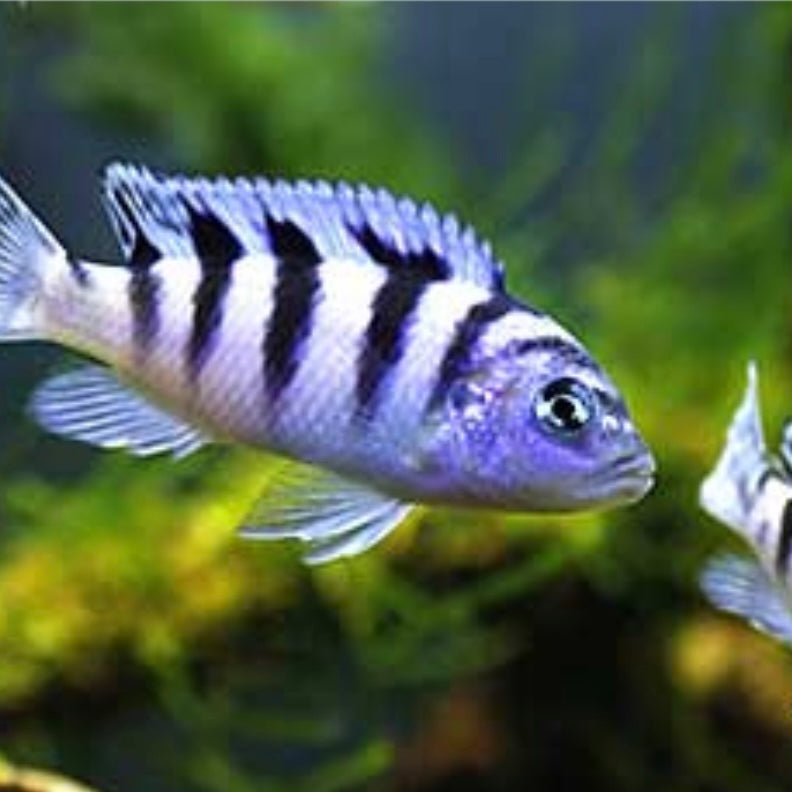 Lightning Prince Elongate Mbuna (Pseudotropheus elongatus) – 森流 - 奇異植物 ...
