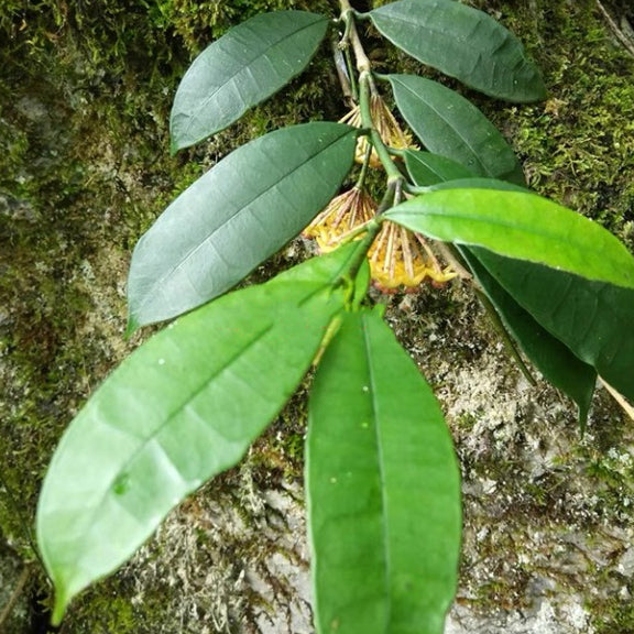 黃花球蘭 Hoya fusca Wall - 森流 GreenFlow - 動植物造景專門店