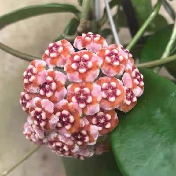 Beautiful Hoya meliflua - GreenFlow - Plant and Animal Landscaping ...