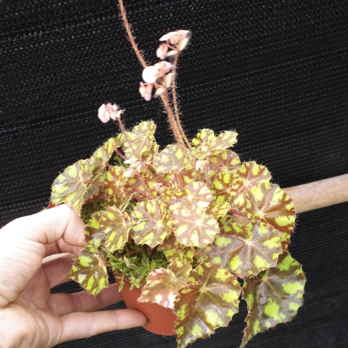 虎斑秋海棠 Begonia "Tiger Kitten" – 森流 - 奇異植物、爬蟲、水族 | GreenFlow Exotic Pets ...