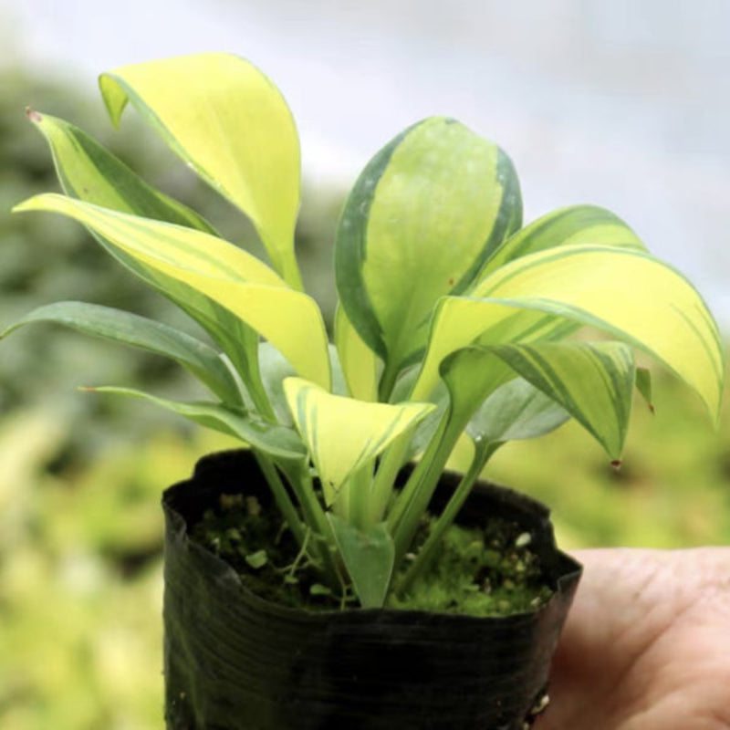 Hosta June Hosta – 森流 - 奇異植物、爬蟲、水族 | GreenFlow Exotic Pets & Plants