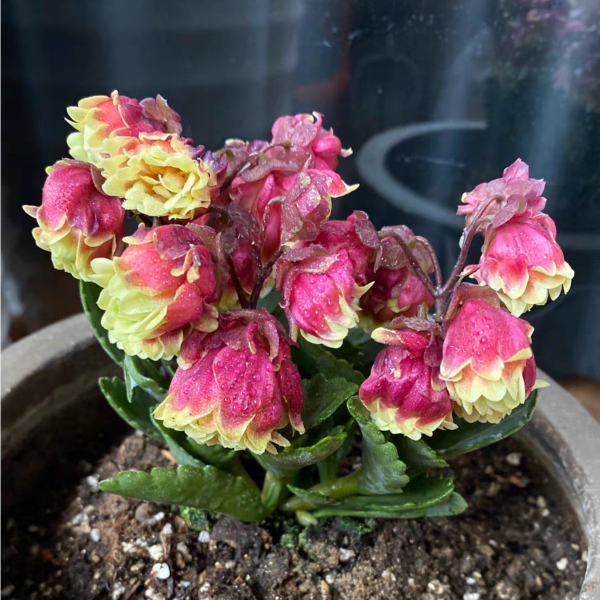 Beach Bells ( Kalanchoe manginii ' Wendy Sunny Balloon ' ) – 森流 - 奇異植物 ...