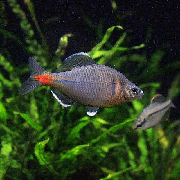 白邊鰟鮍 White Fin Bitterling (Rhodeus albomarginatus) – 森流 - 奇異植物、爬蟲、水族 ...