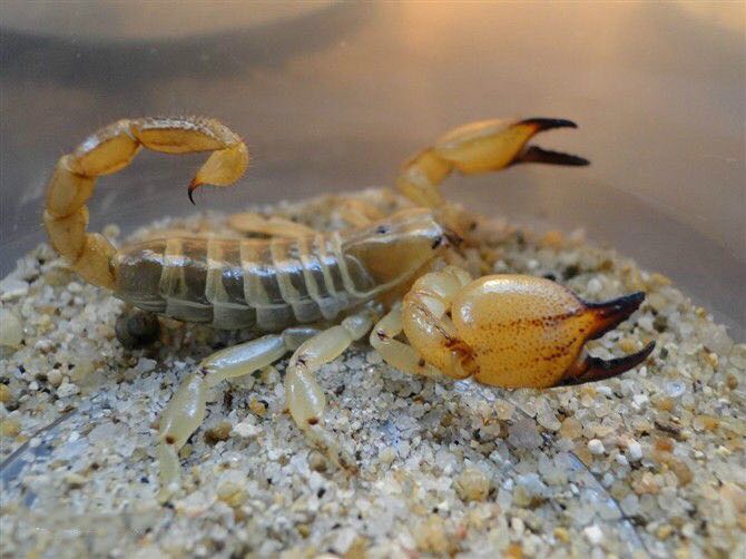 中東金蠍 Middle East Gold Scorpion (Scorpio maurus) – 森流 - 奇異植物、爬蟲、水族 ...