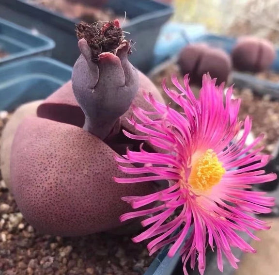 紅帝玉 Pleiospilos nelii ‘Rubra’ - 森流 GreenFlow - 動植物造景專門店