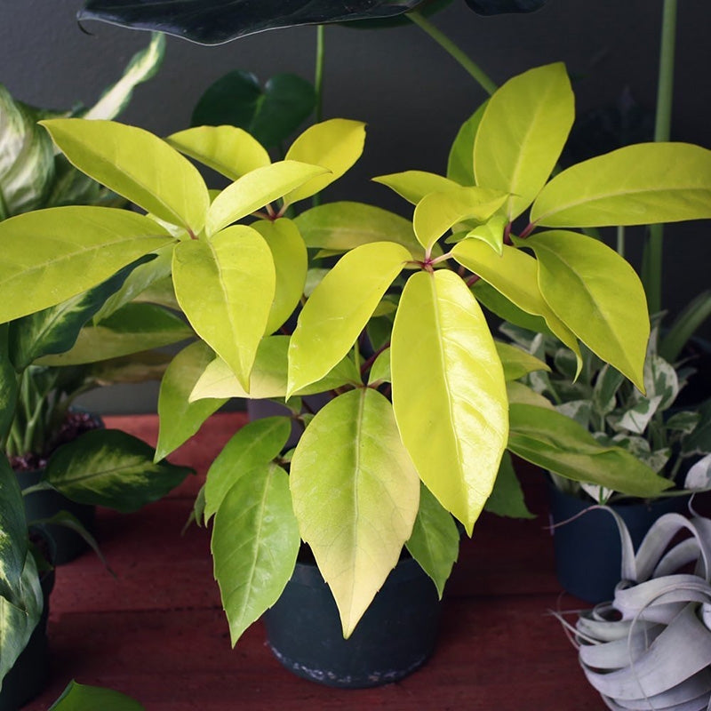 Schefflera 'Amate soleil' – 森流 - 奇異植物、爬蟲、水族 | GreenFlow Exotic Pets ...