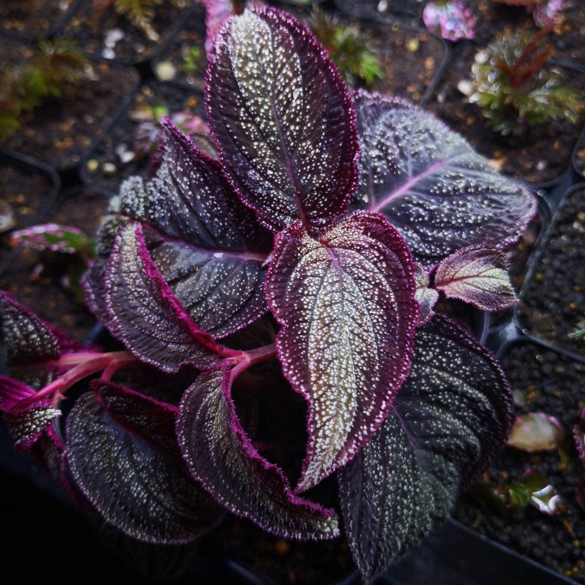 Sonerila sp. phitsanulok – 森流 - 奇異植物、爬蟲、水族 | GreenFlow Exotic Pets & Plants