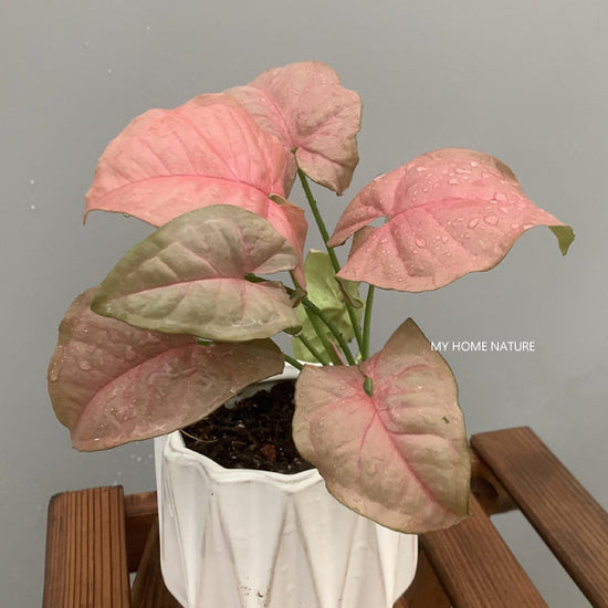 霓虹合果芋 Syngonium podophyllum ' Neon Robusta ' – 森流 - 奇異植物、爬蟲、水族 ...