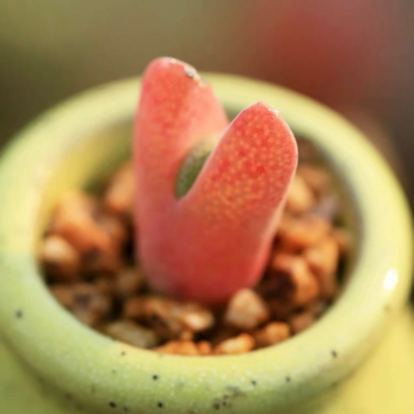 Cheiridopsis vanzylii Victory Plant – 森流 - 奇異植物、爬蟲、水族 | GreenFlow ...